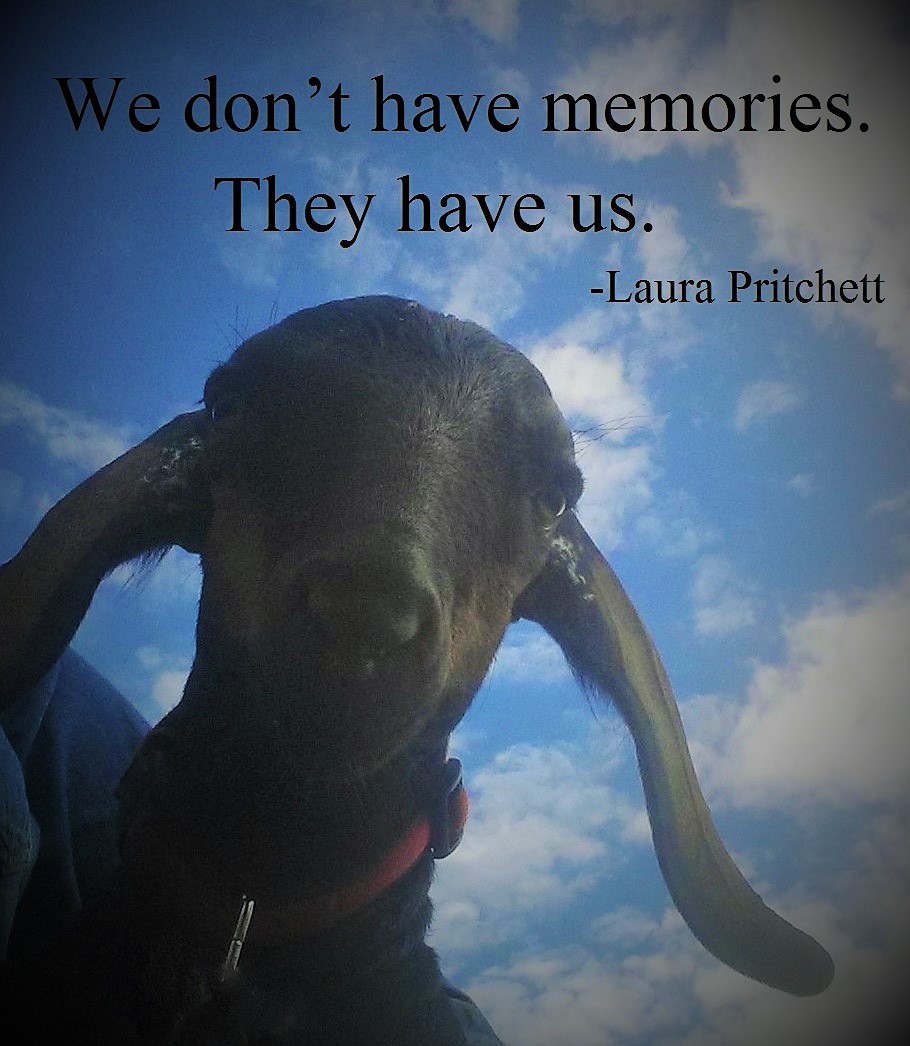 Quote-Hoarding as Therapy. – Anna Blake, Author